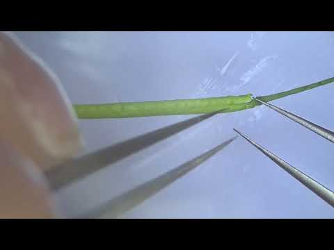 Silique dissection in Arabidopsis thaliana