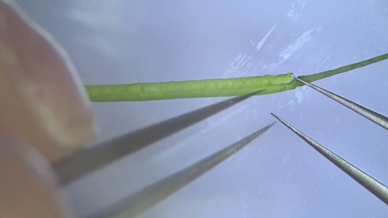 Silique dissection in Arabidopsis thaliana - YouTube
