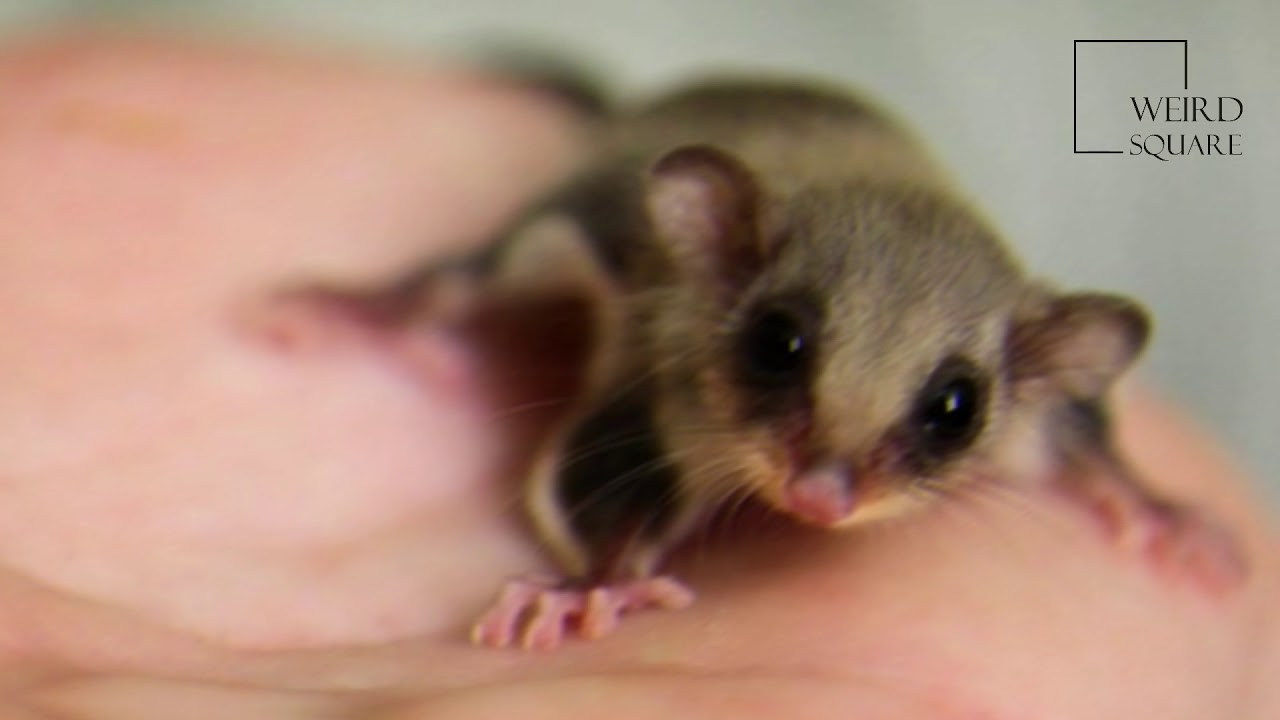 Interesting facts about feathertail gliders by weird square - YouTube
