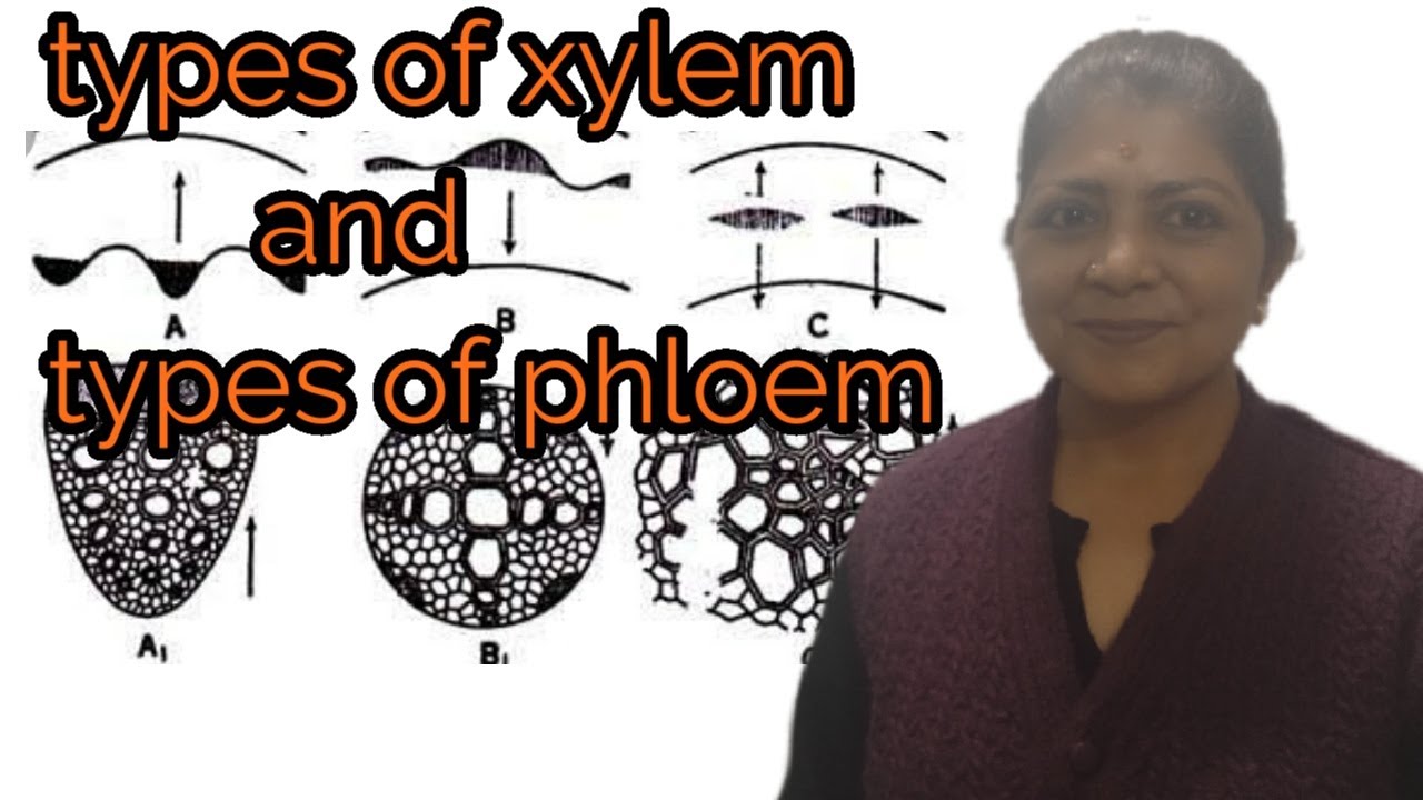Types of xylem and phloem | prototype | meta xylem | protoplasm ...