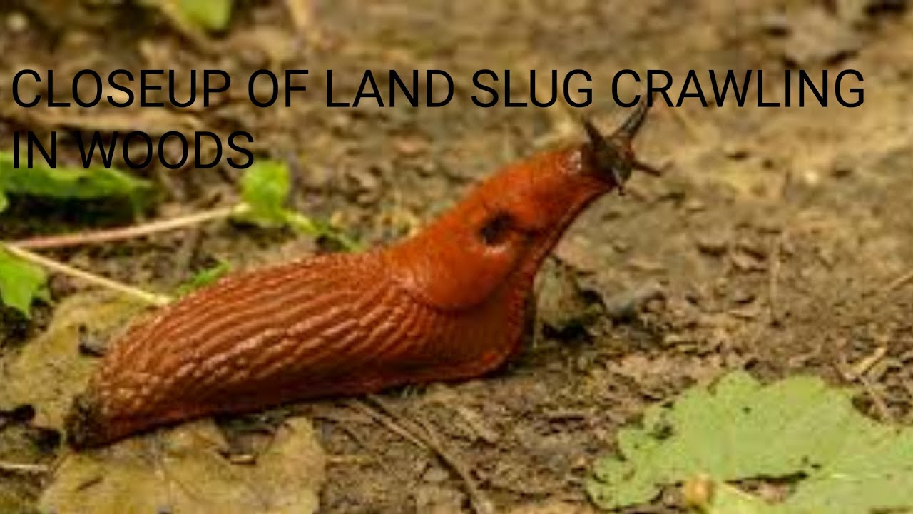 Close-Up Video Of Slug Crawling On The Ground - YouTube