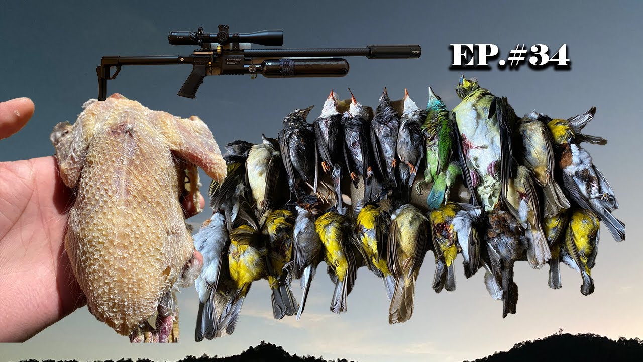 ຍິງນົກກິນໝາກໄຮ|ยิงนกกินลูกไทร EP.34 Hunting Birds Eating Figs - YouTube