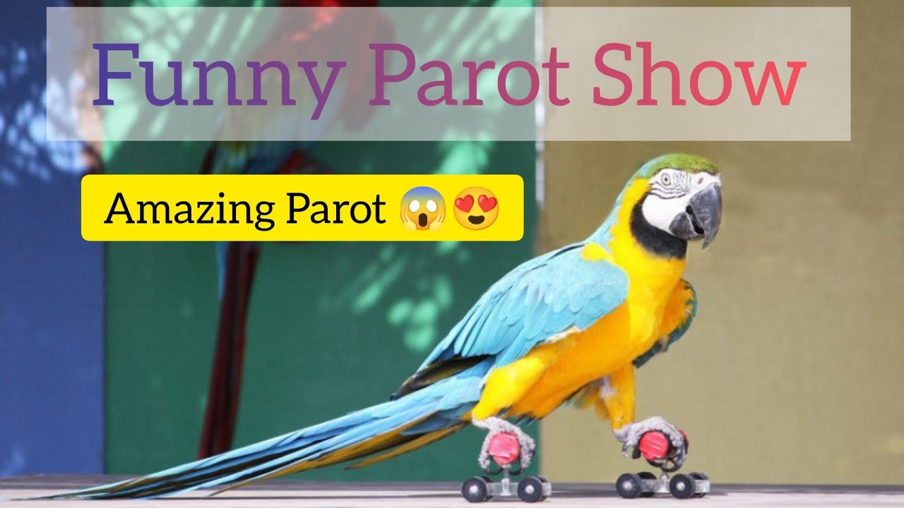 FUNNY PAROT , PAROT SHOW MARINELAND MALLORCA SPAIN #TRAVEL2022 # ...