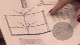 Gardening Tips : How to Prune Boysenberries