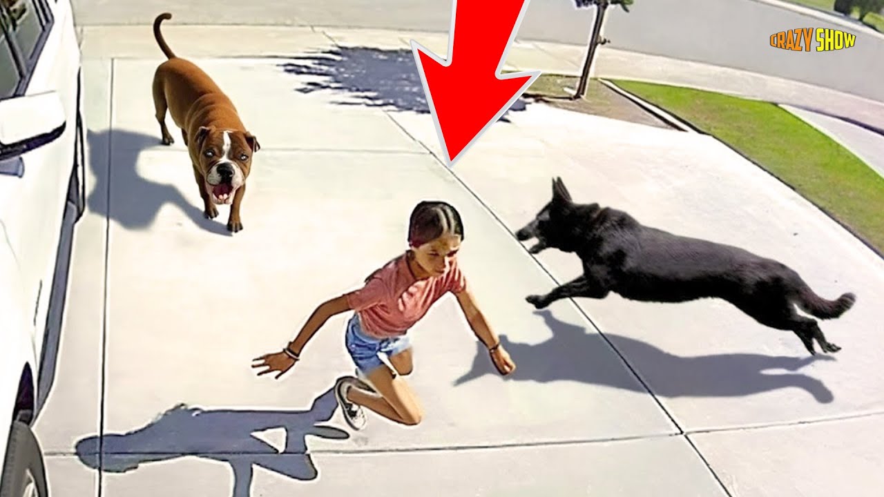10 HERO ANIMALS THAT SAVED HUMAN LIVES! - YouTube
