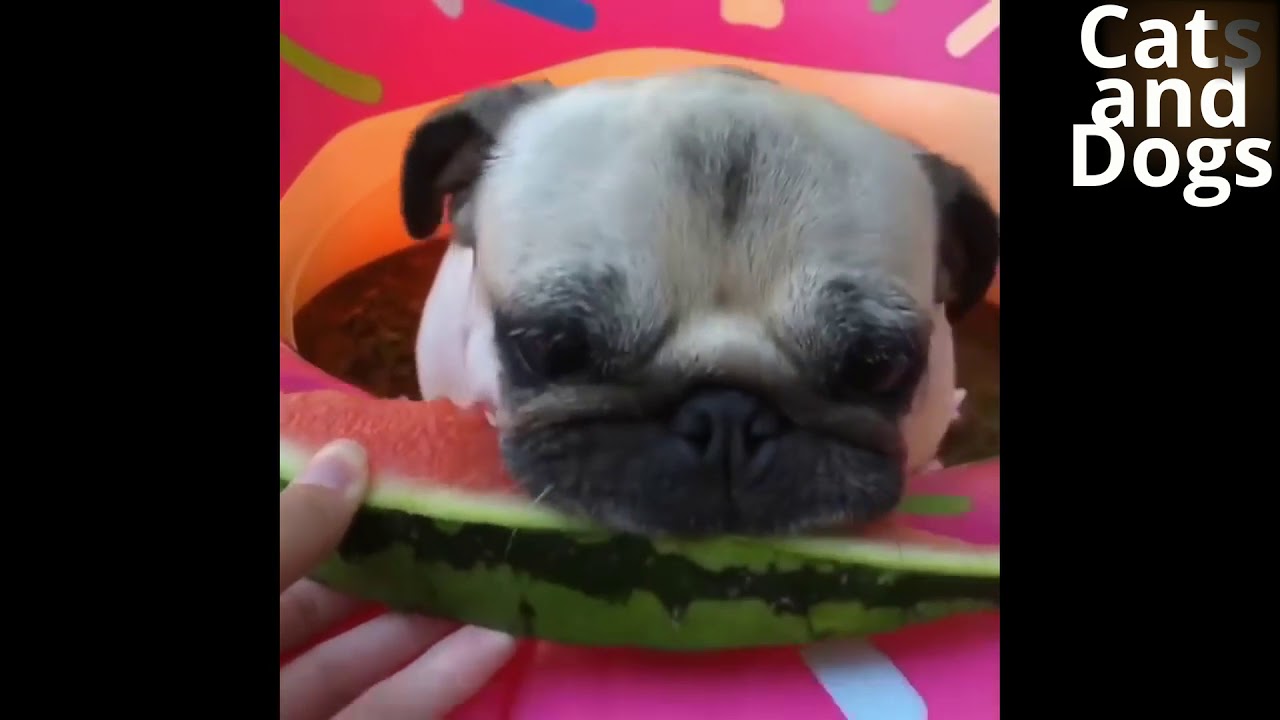 Pet fails | Cat fails | Dog fails | extrem funny compilation - YouTube