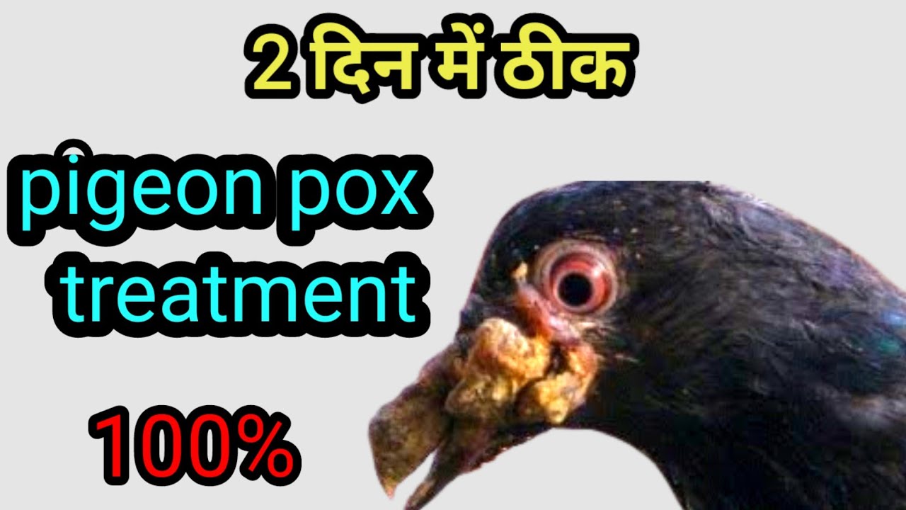 pigeon-pox-treatment-pox-treatment-for-pigeons-kabutar-ke-fode