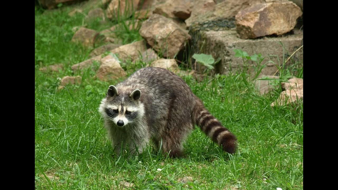 Raccoon sound - Animal sounds - YouTube