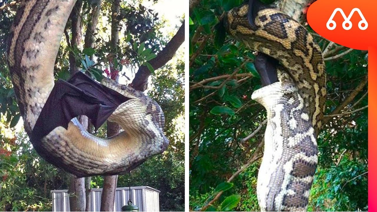 COBRA GIGANTE COMENDO MORCEGO NA AUSTRÁLIA - MAIORES DO MUNDO - YouTube