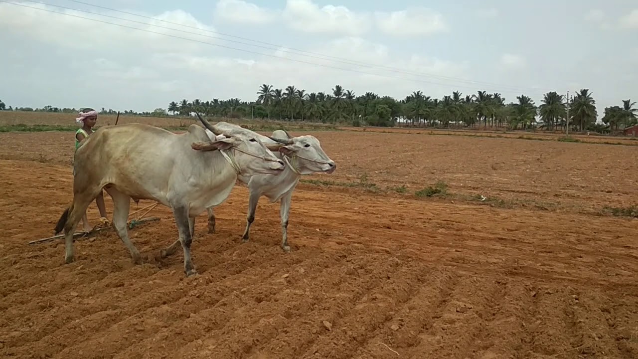 Shettihalli bulls plough - YouTube