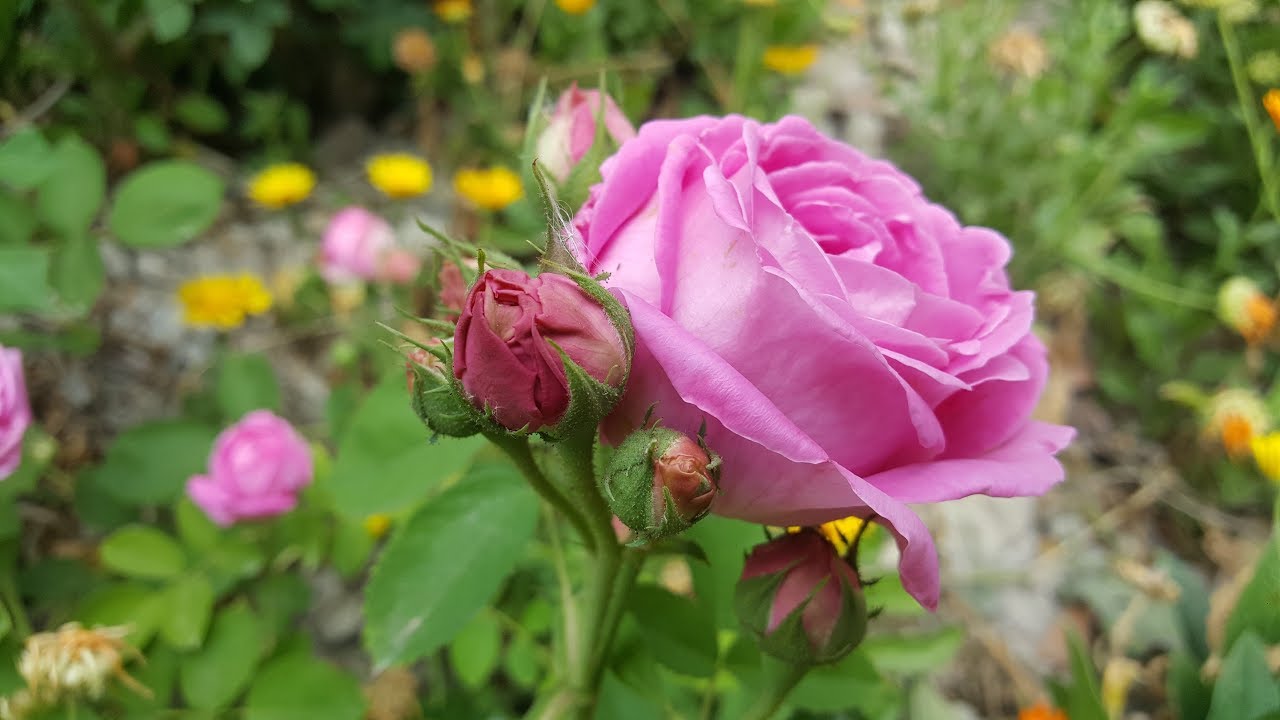 Sera una variedad de rosa Portland? /rosal sin indentificar - roses ...
