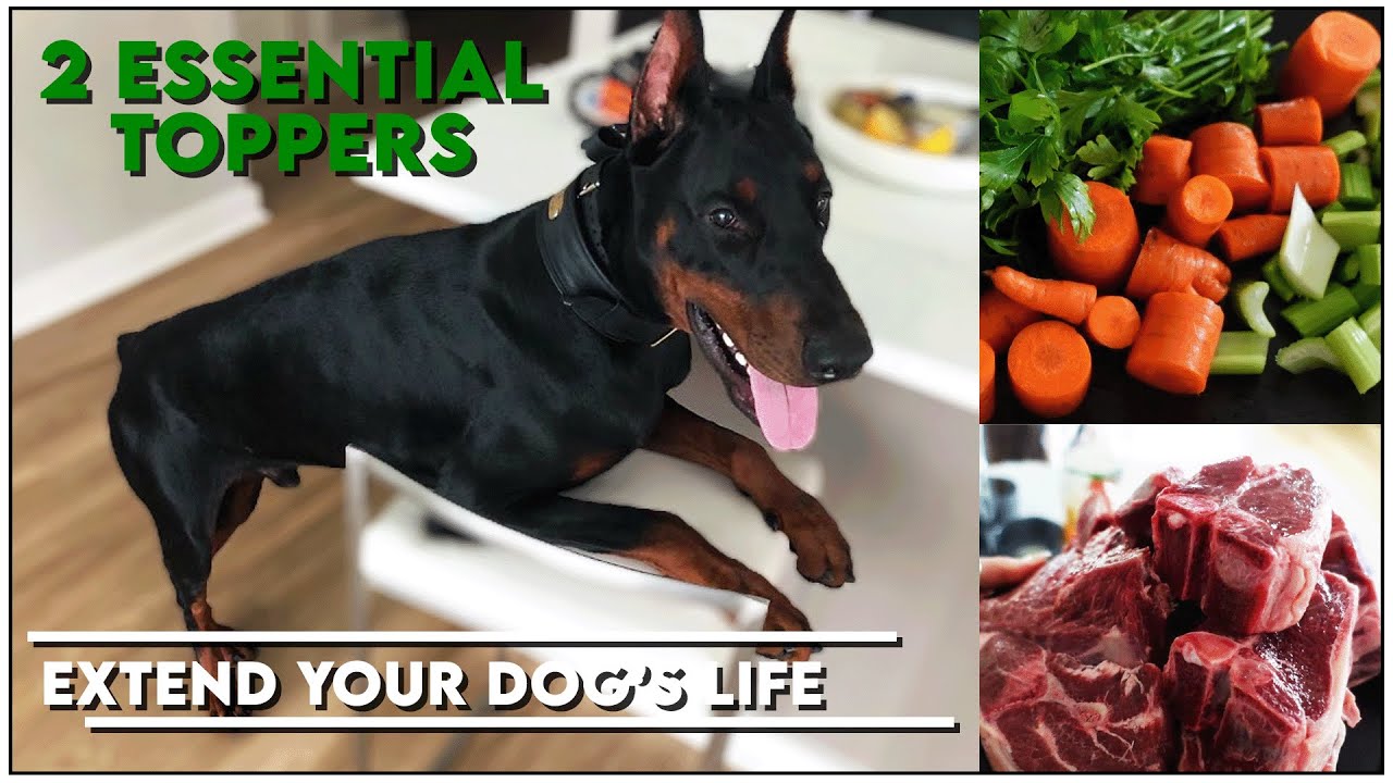 Two ESSENTIAL Toppers to Extend Your Dog's Life - YouTube
