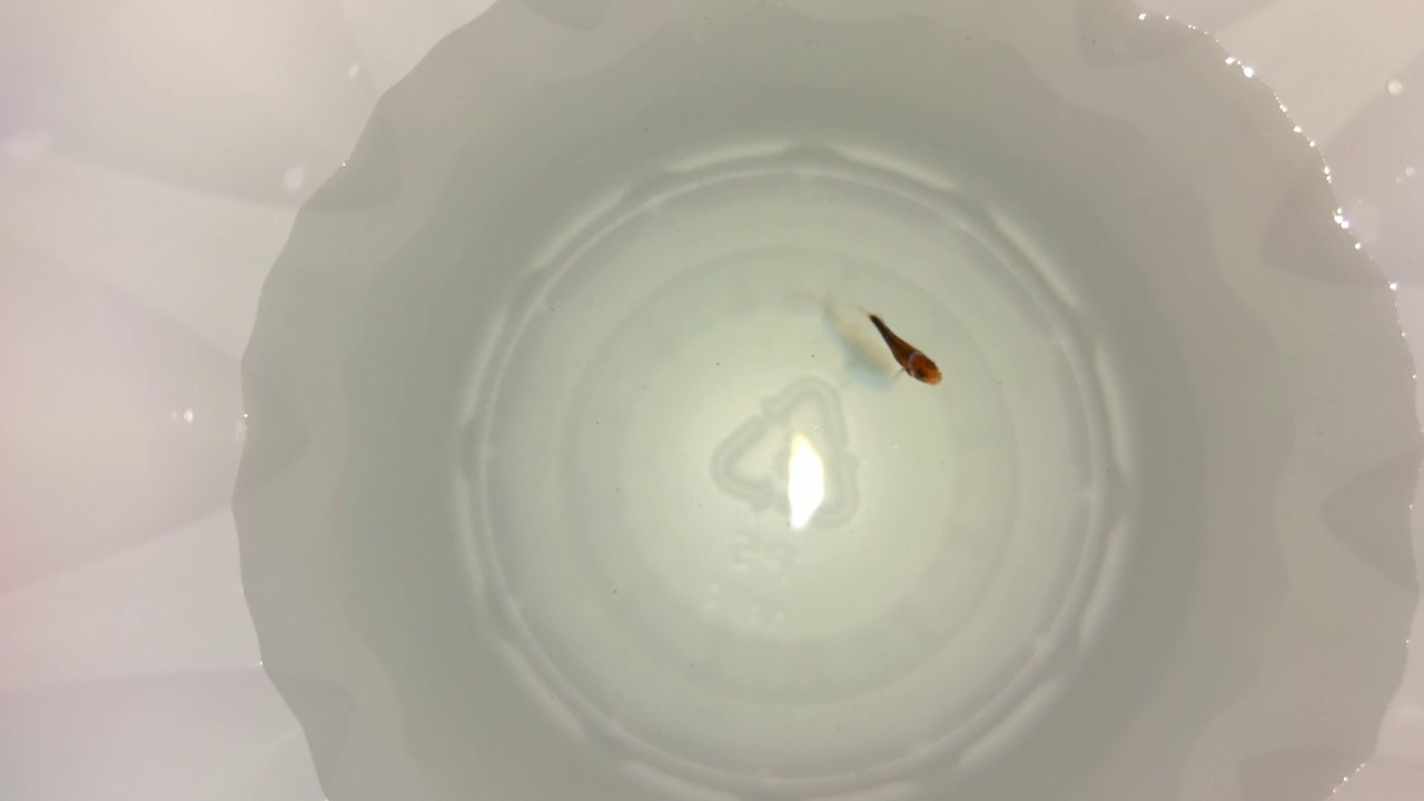 Tomato Clownfish Fry 12 DPH - YouTube