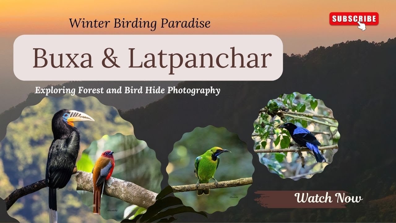 Ultimate Winter Birding Paradise ǀ Buxa ǀ Latpanchar ǀ Bird Photography ...