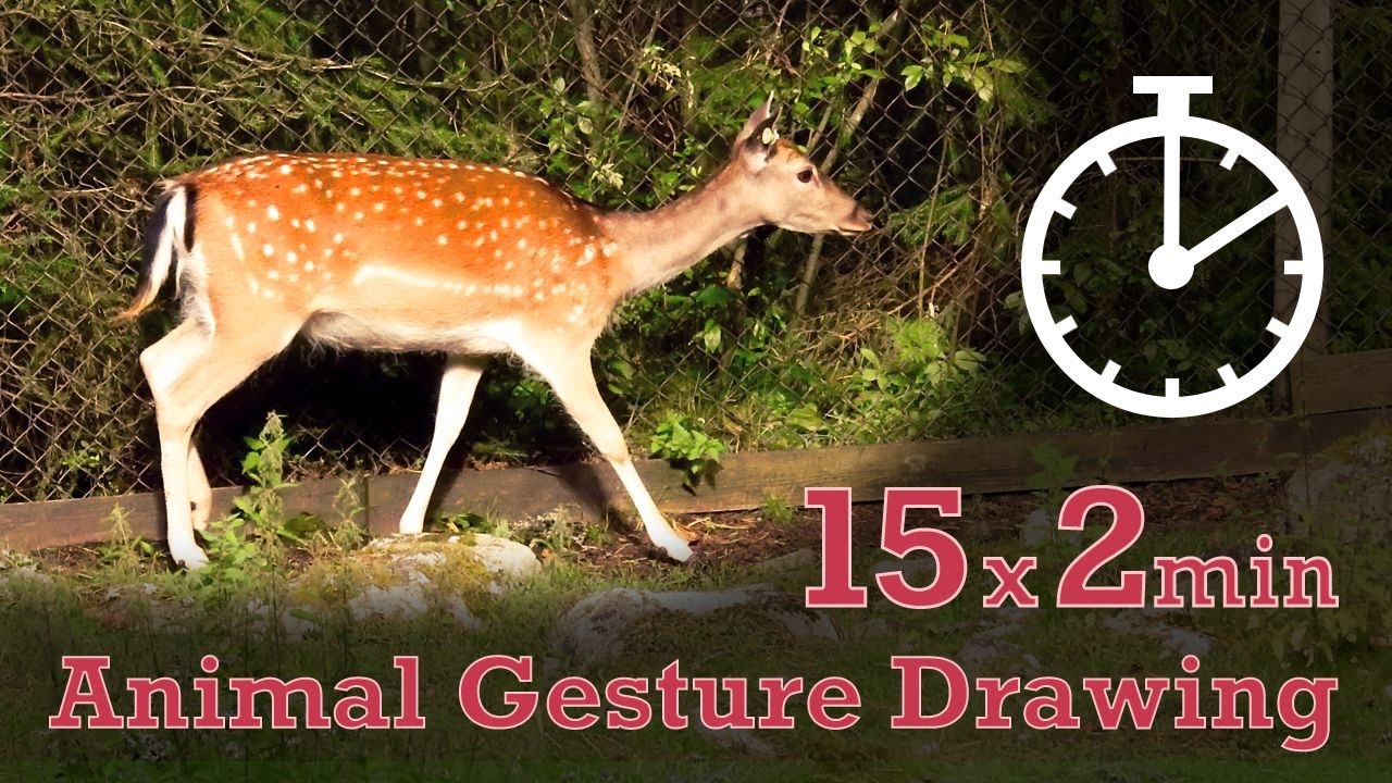 Animal Drawing References #255 - 15x2min poses - Fallow Deer - YouTube