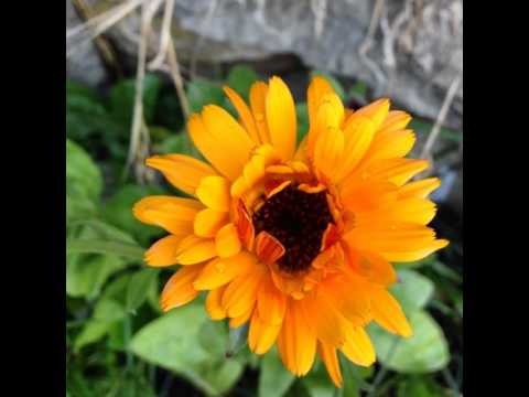 В УРУЧЬЕ ВОЗЛЕ ШКОЛЫ РАСТУТ КРУПНЫЕ ЛИЛИИ #красивыецветы #красочнаякартинка #Богчудесатворит #Божь