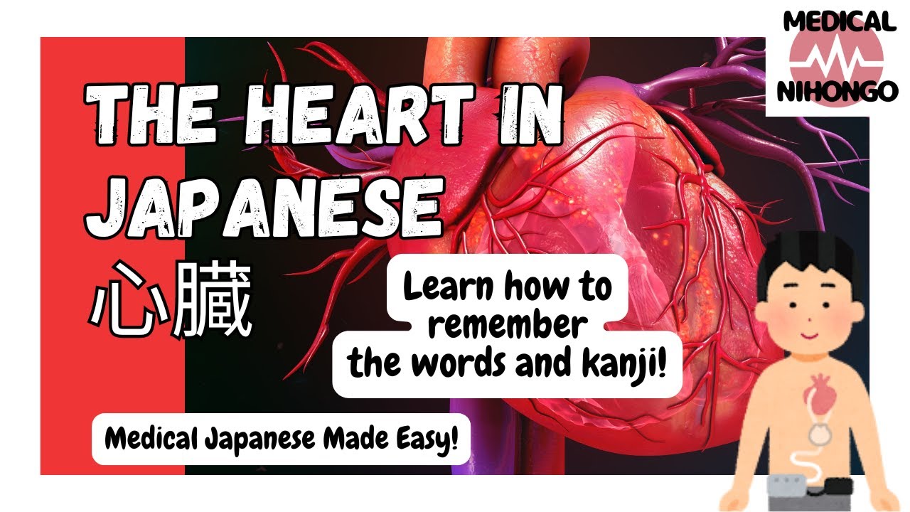The Heart Anatomy in Japanese: Essential Japanese for the Main Parts of ...