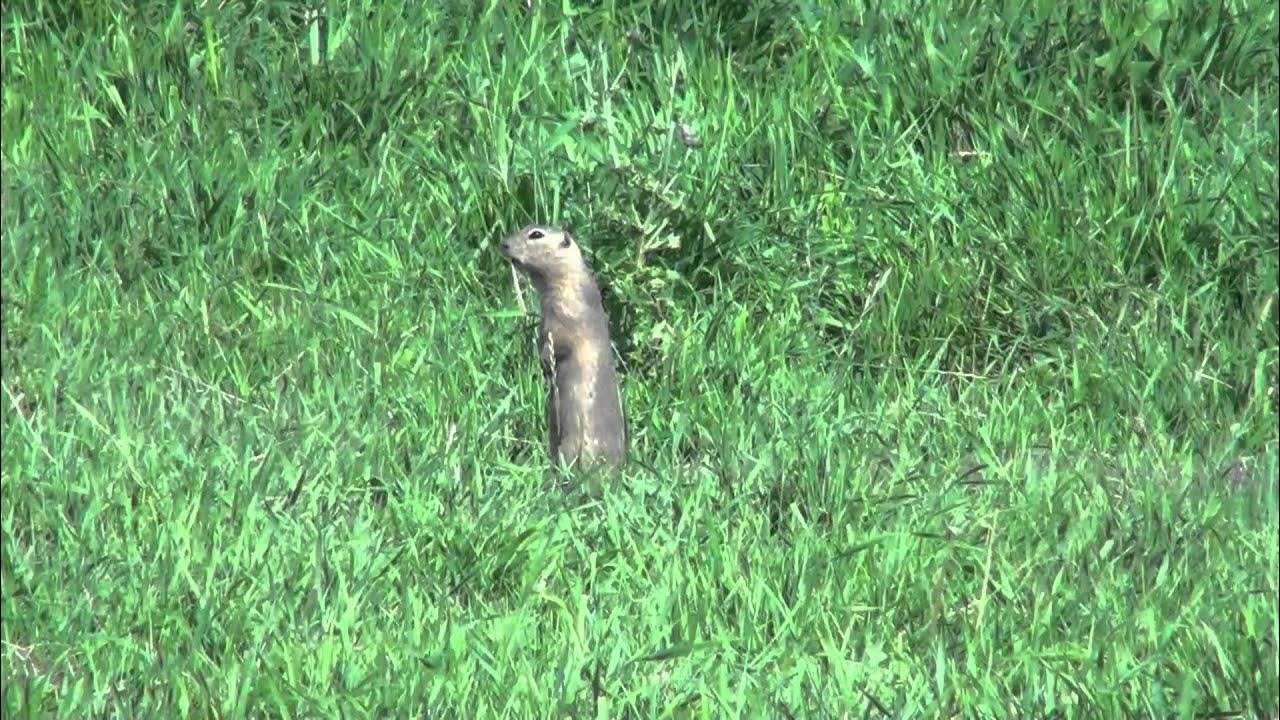 shooting a gopher with cz-452, gopher hunting - YouTube