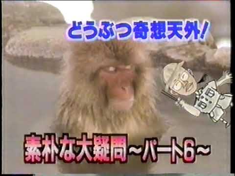 1998年5月30日 RSK（山陽放送）番宣 TBS系列 「どうぶつ奇想天外！」素朴な大疑問～パート6～ - YouTube