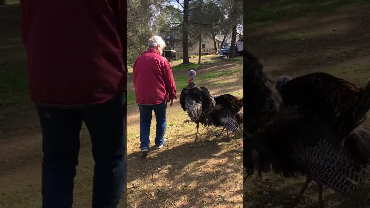 Aggressive turkeys attacking their owner - YouTube
