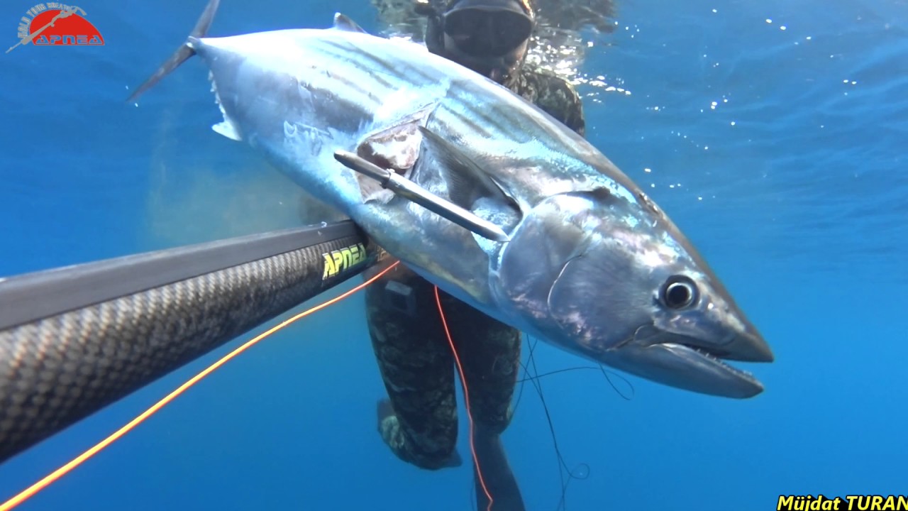 Torik avları VOL 2 - YouTube