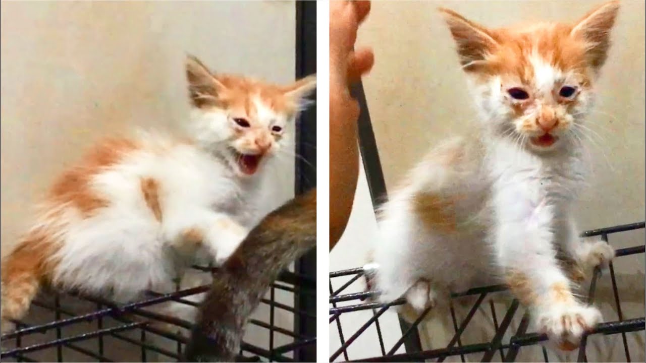 The Rescue Kitten Angry And Hissing & Kitten Meowing Loud At 2nd Day ...