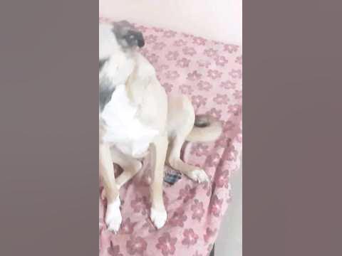 Daily vlog 167/365😂 #minivlog #dailyvlog #dailyshorts #365vlogschallenge #dailylife #dog #dogs ...