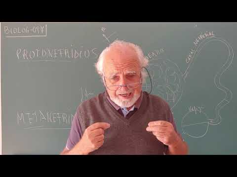 BIOLOG·097 ... EXCRECIÓN EN INVERTEBRADOS ··· NEFRIDIOS - YouTube