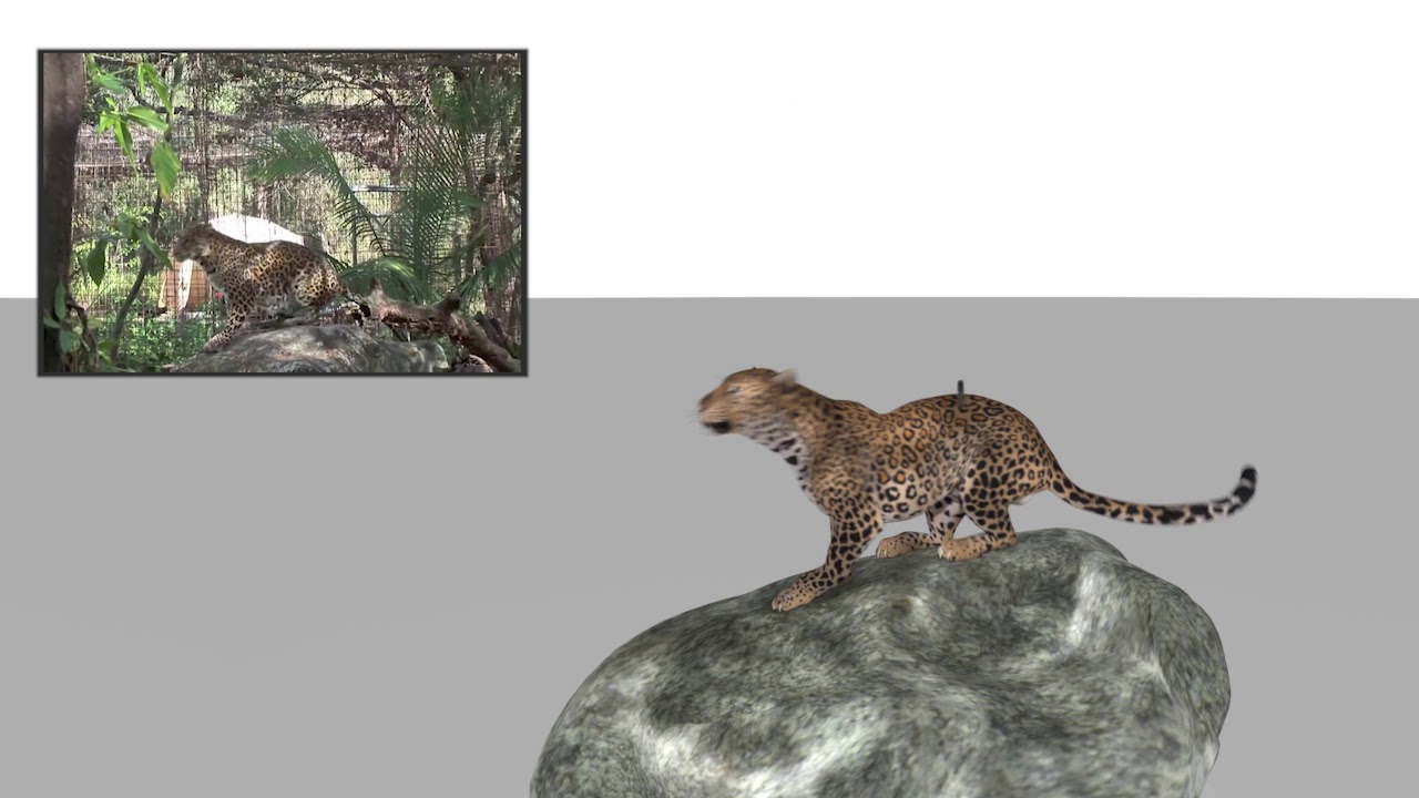 Leopard Animation by Daniel Amor - YouTube