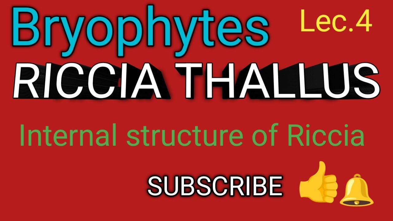 INTERNAL STRUCTURE OF RICCIA THALLUS - YouTube