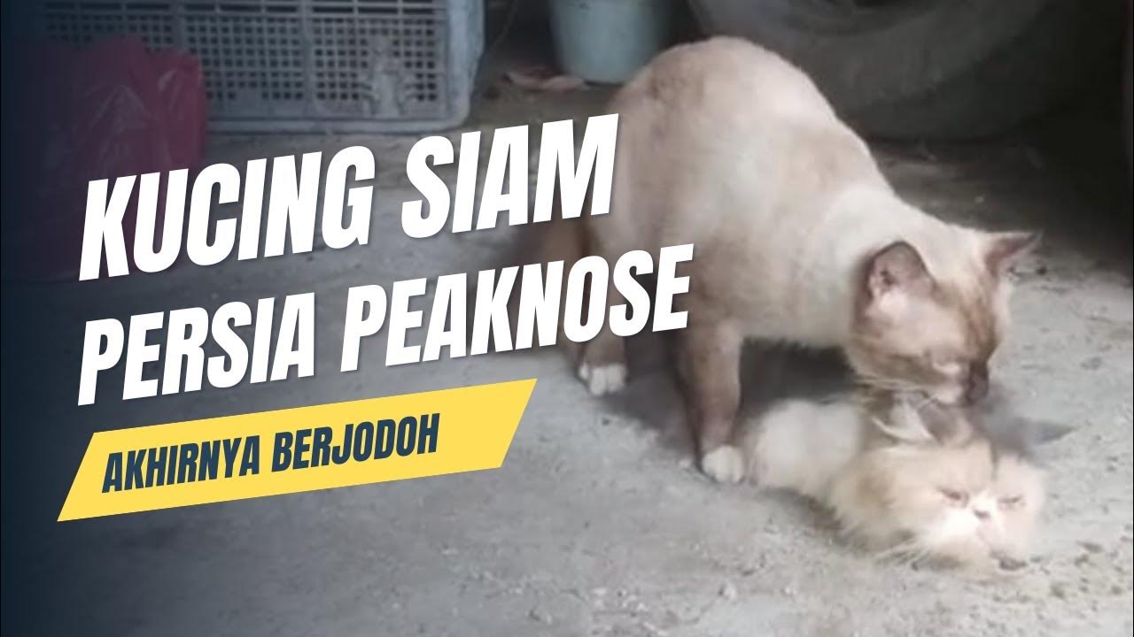 Mencoba Kucing Kawin Silang Persia Peaknose dan Kucing Siam - YouTube