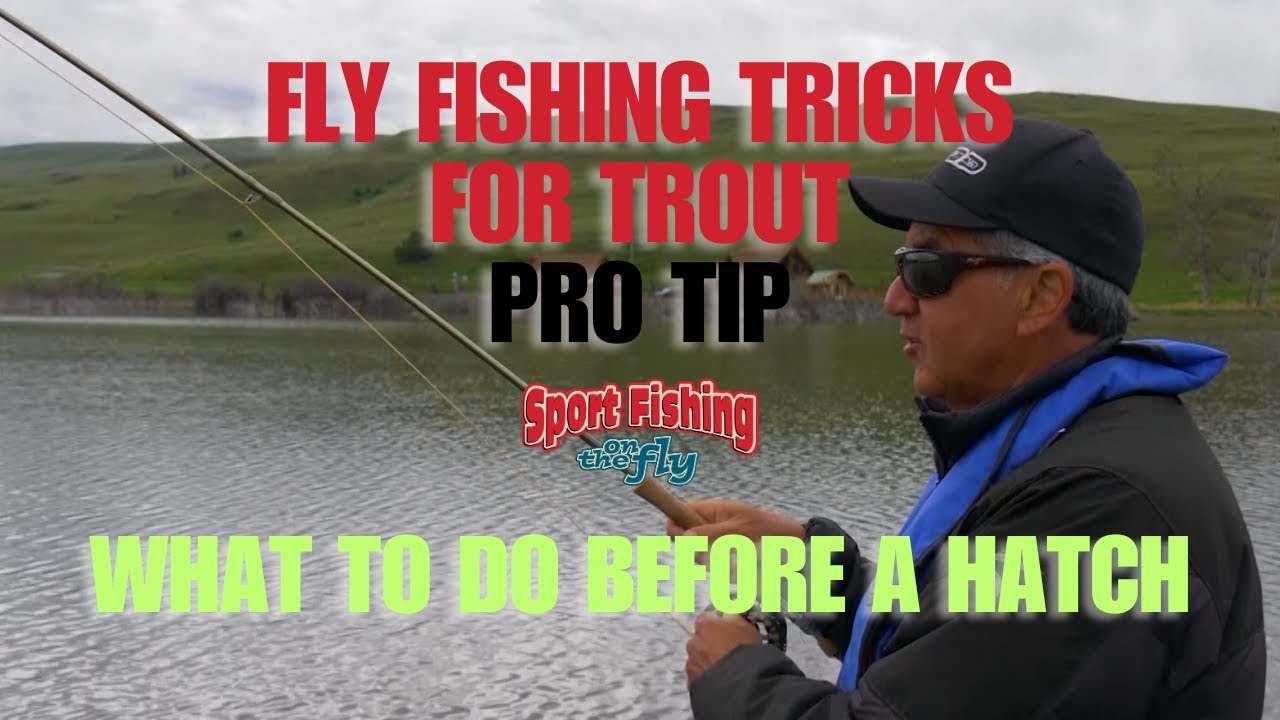 FLY FISHING TRICKS FOR TROUT: PRO TIP - WHAT TO DO BEFORE A HATCH ...