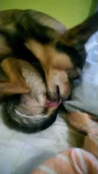 Dog licks butt - YouTube