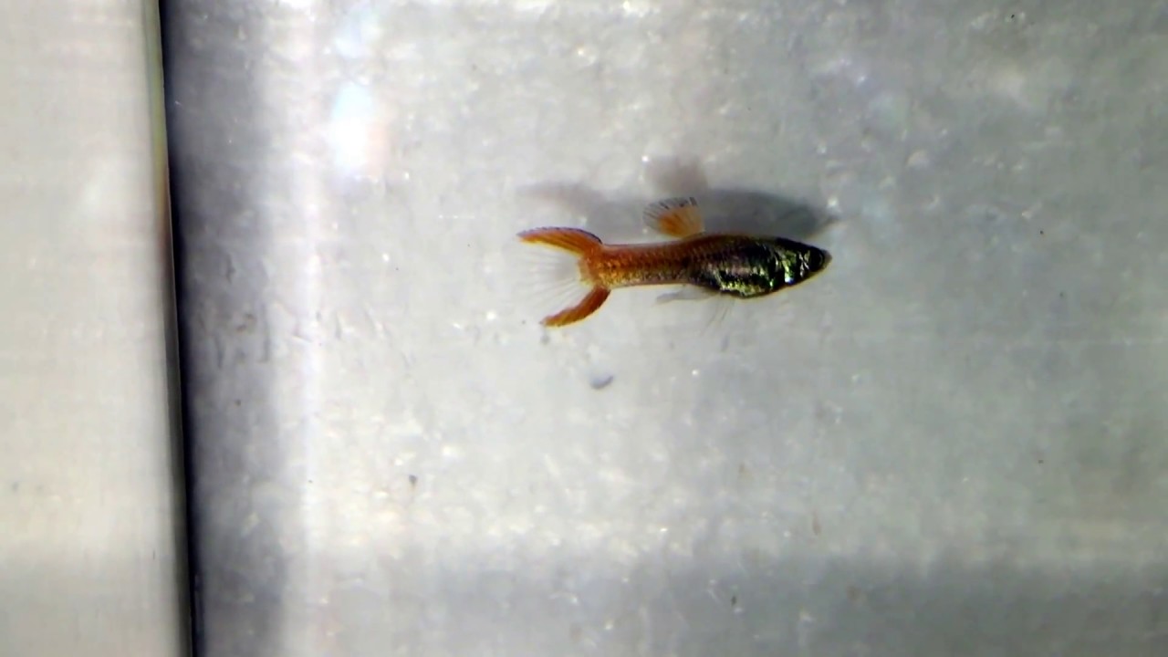 Pink Endler Male - YouTube