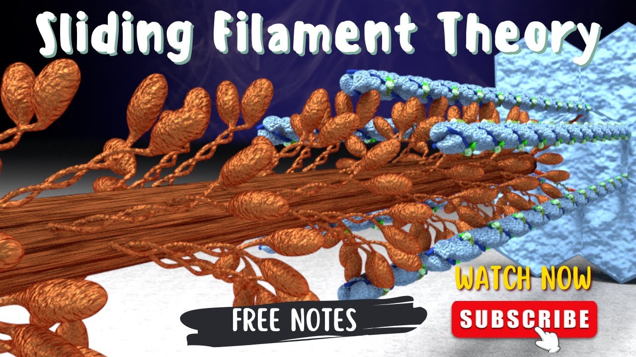 SLIDING FILAMENT THEORY (FREE NOTES) - YouTube