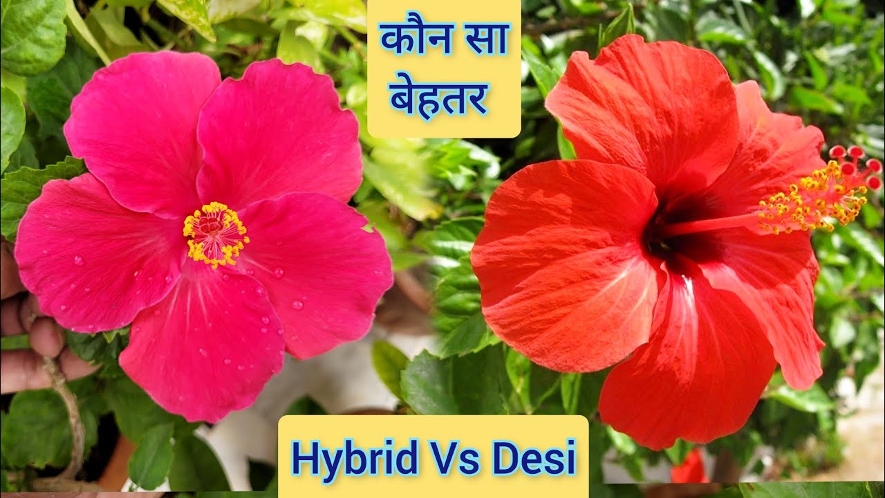 Hibiscus hybrid vs Desi gudhal, कौन सा बेहतर ?? Hibiscus care n pre ...
