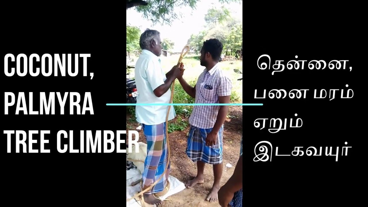 Coconut, Palmyra Tree Climber Rope Making |The Society News - YouTube