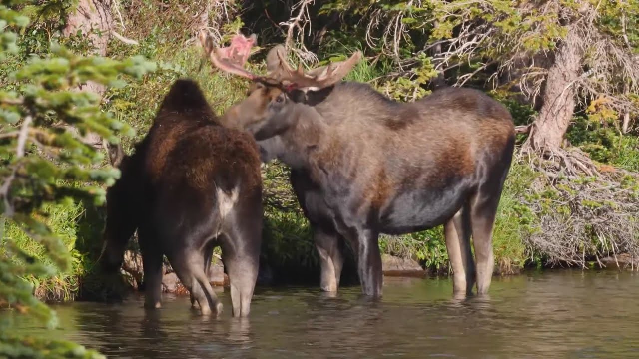 Man stomped and injured by startled moose fired gun to scare it away ...