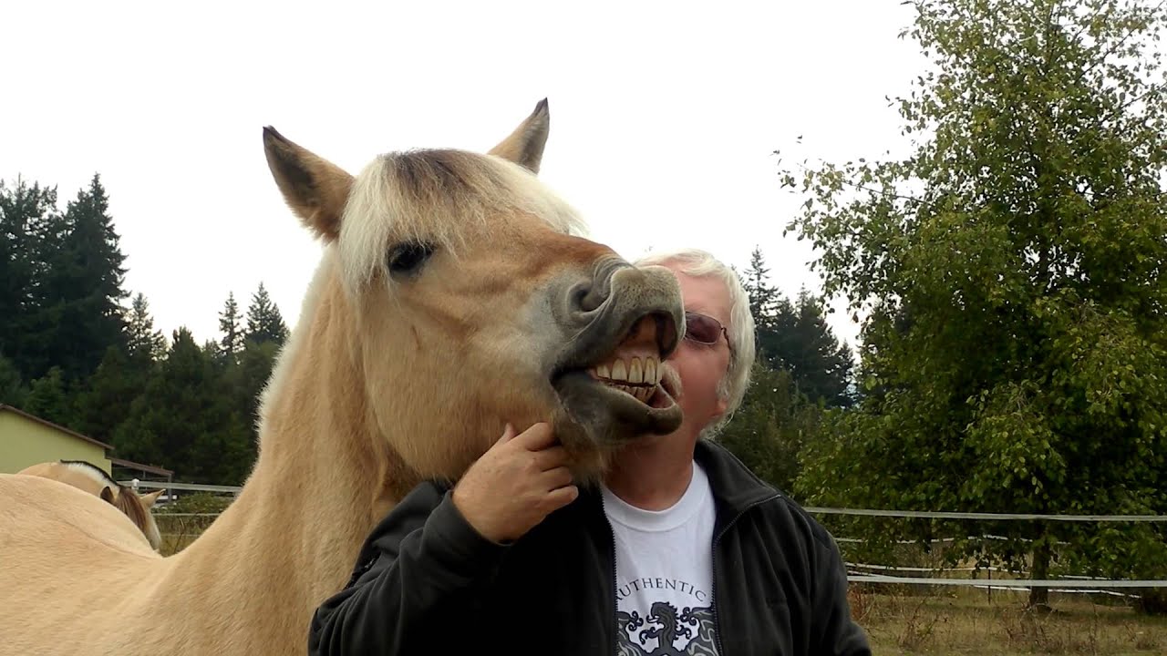 Singing Fjord horse? - YouTube