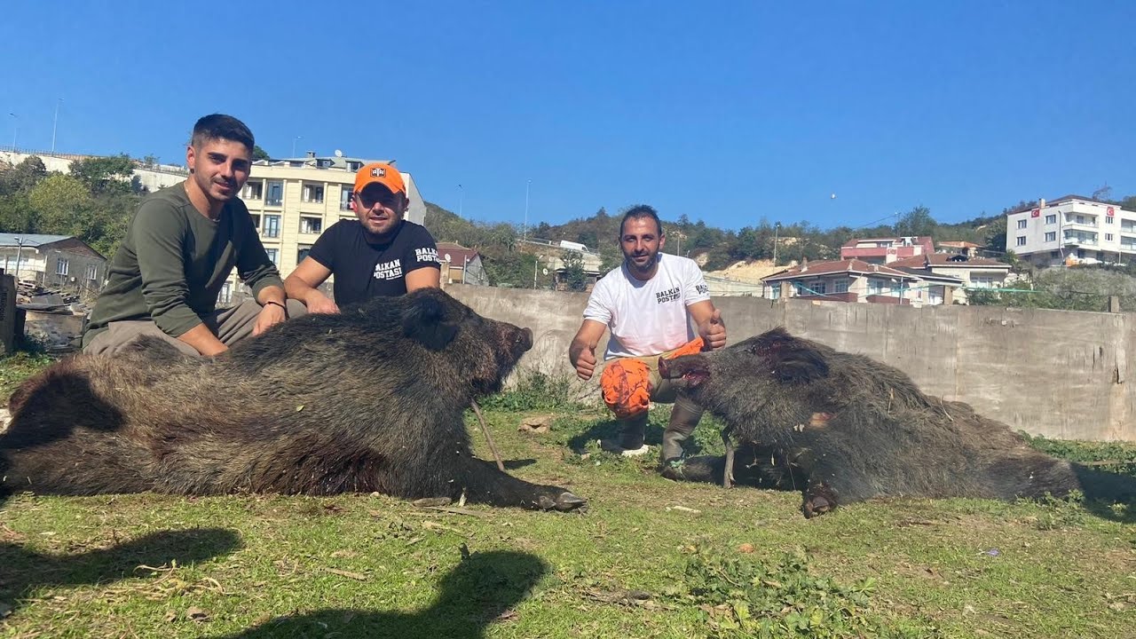 Balkan Postası /Big Pig/Wiĺd Boar Hunting İn Turkey/ Büyük 2 Azılı ...