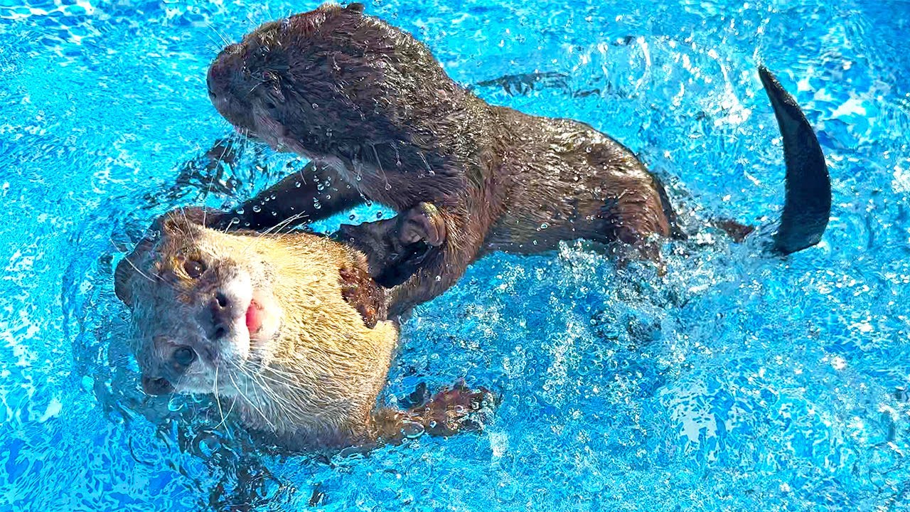 [Original Video] Otter Goes Crazy With Super-Sized Pool - YouTube
