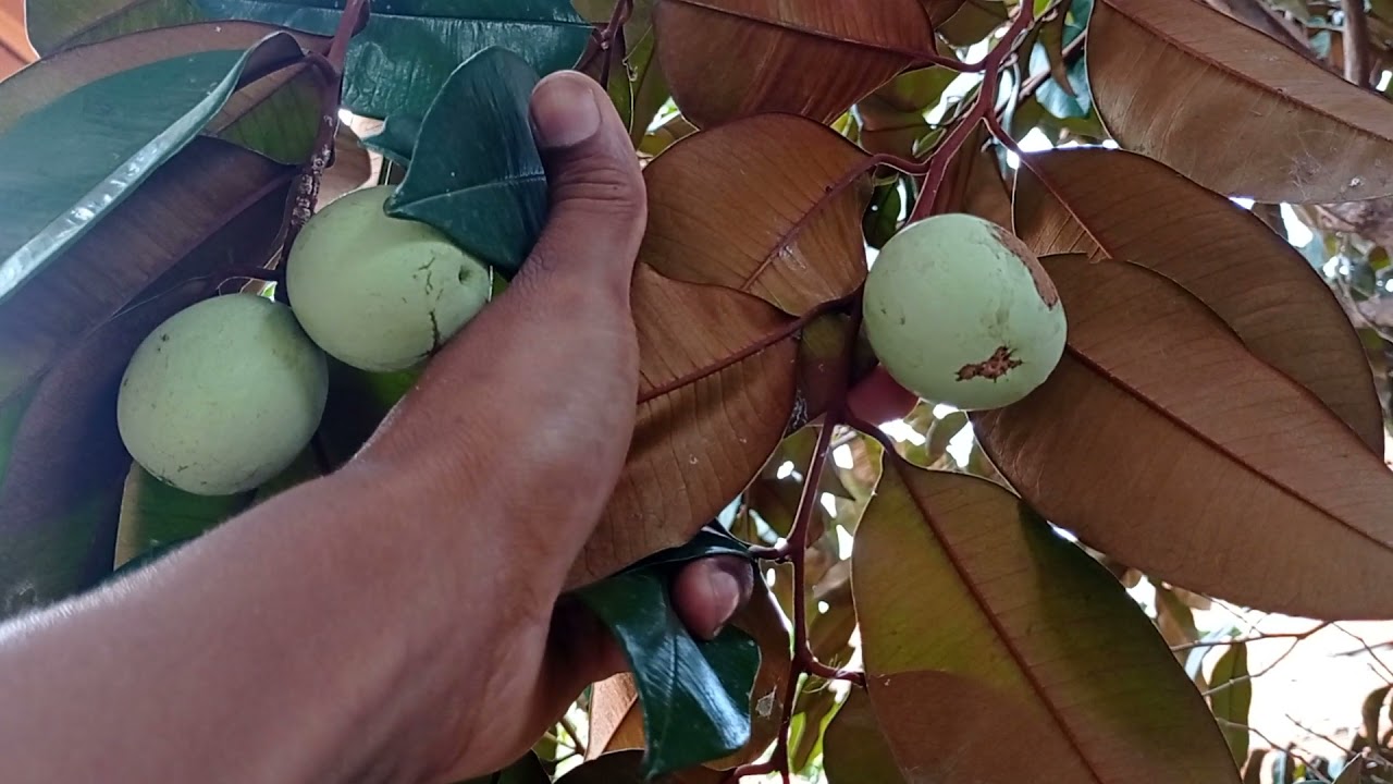 atualização do abiu roxo ou caimito - YouTube