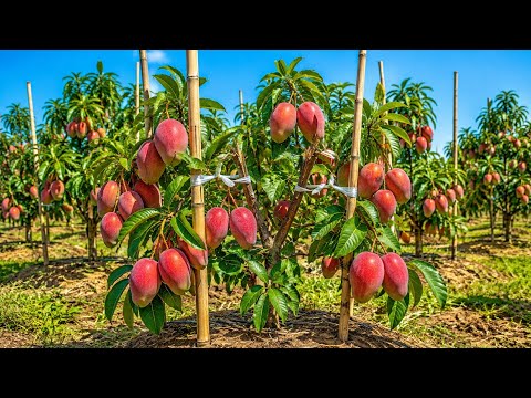 Tips for Propagating Unique Mango Trees: Fast-Rooting and Quick to Bear Fruit