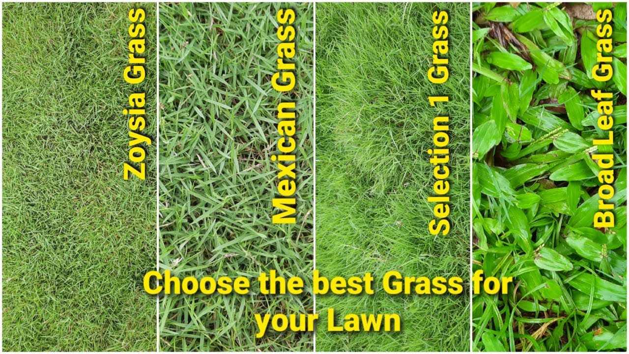BEST GRASS FOR YOUR LAWN II HOW TO GROW/SELECT SOFT & LUSH GREEN GRASS ...