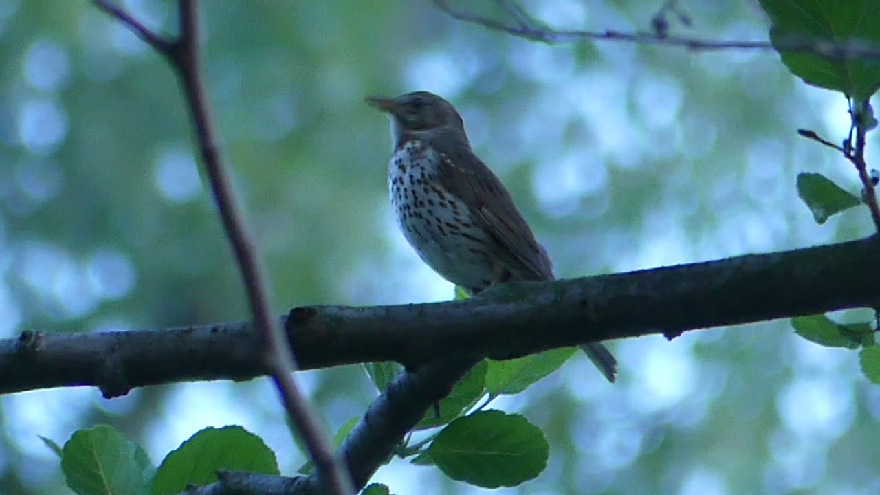 Drozd plavý - Turdus philomelos - YouTube