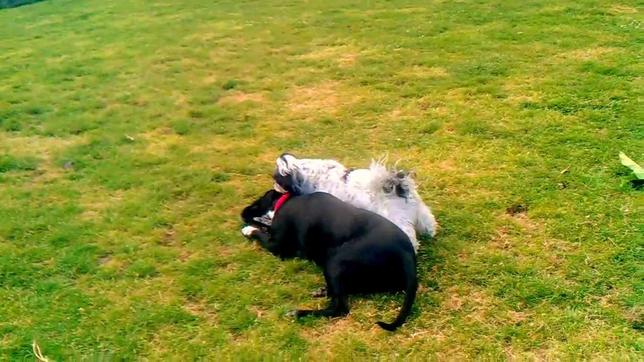perros fornicando - YouTube