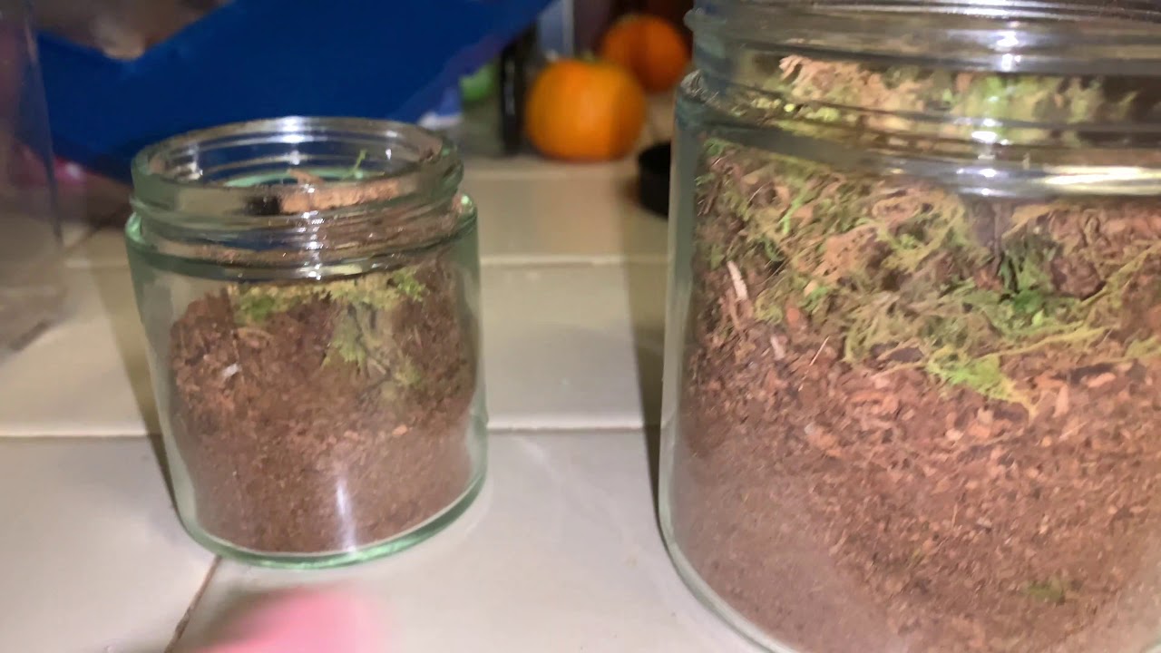 All types of cages I have for my tarantulas! ( My first video!) - YouTube