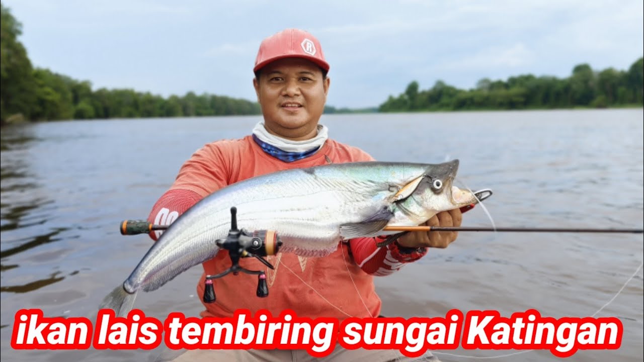 casting ikan toman bonus strike casting ikan lais tebiring sungai ...