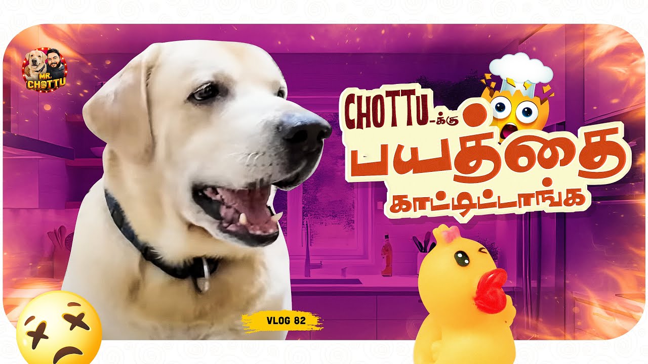 Chottu'க்கு ஒரே அசிங்கமா போச்சு 🫣🫣 | Volg 82 | Mr.Chottu - YouTube