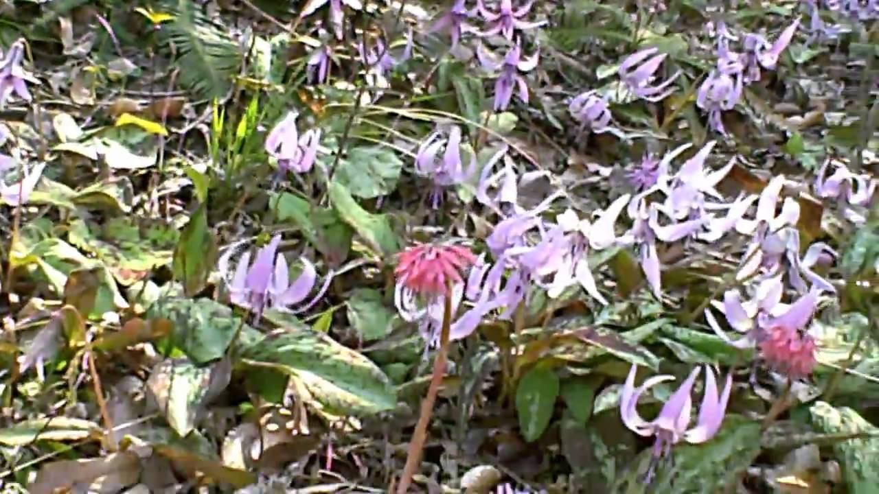 Flowers of dogtooth violet - YouTube